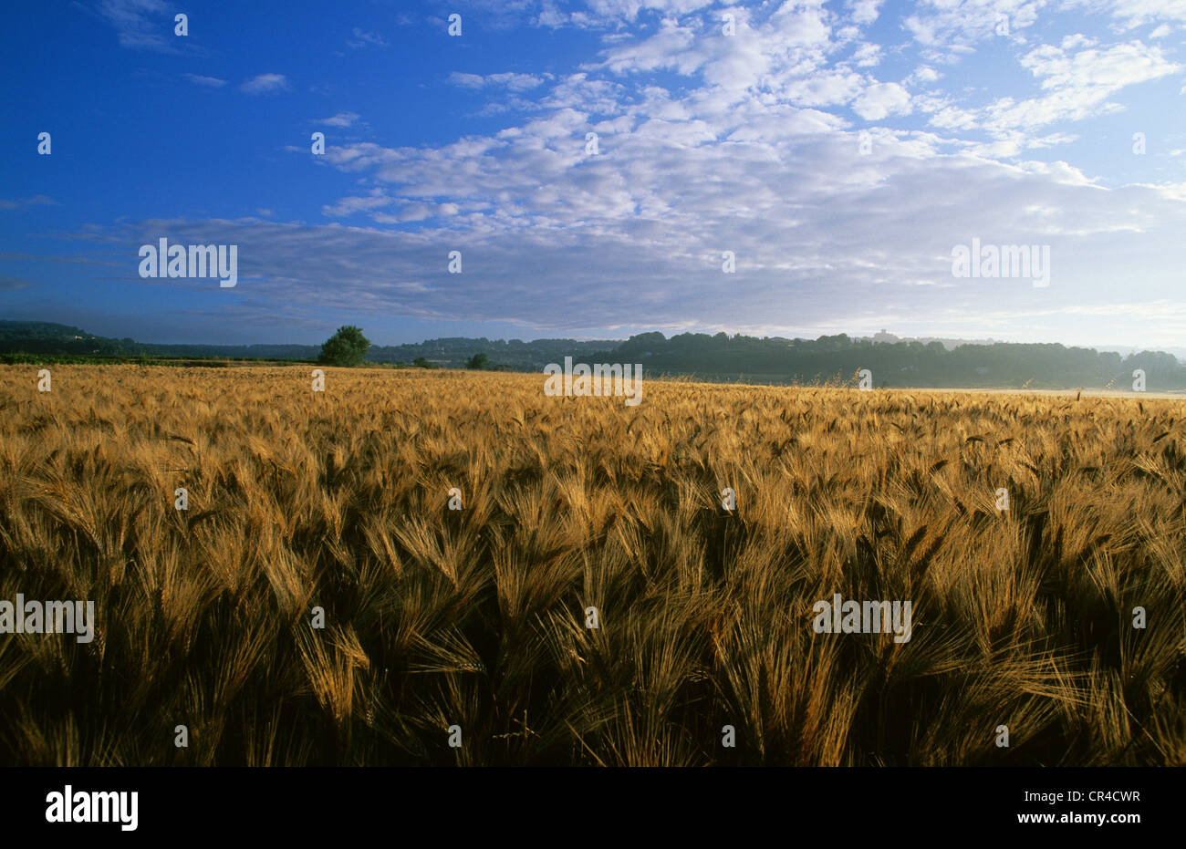 France, Bouches du Rhone, landscape of corn field near Eguilles Stock ...
