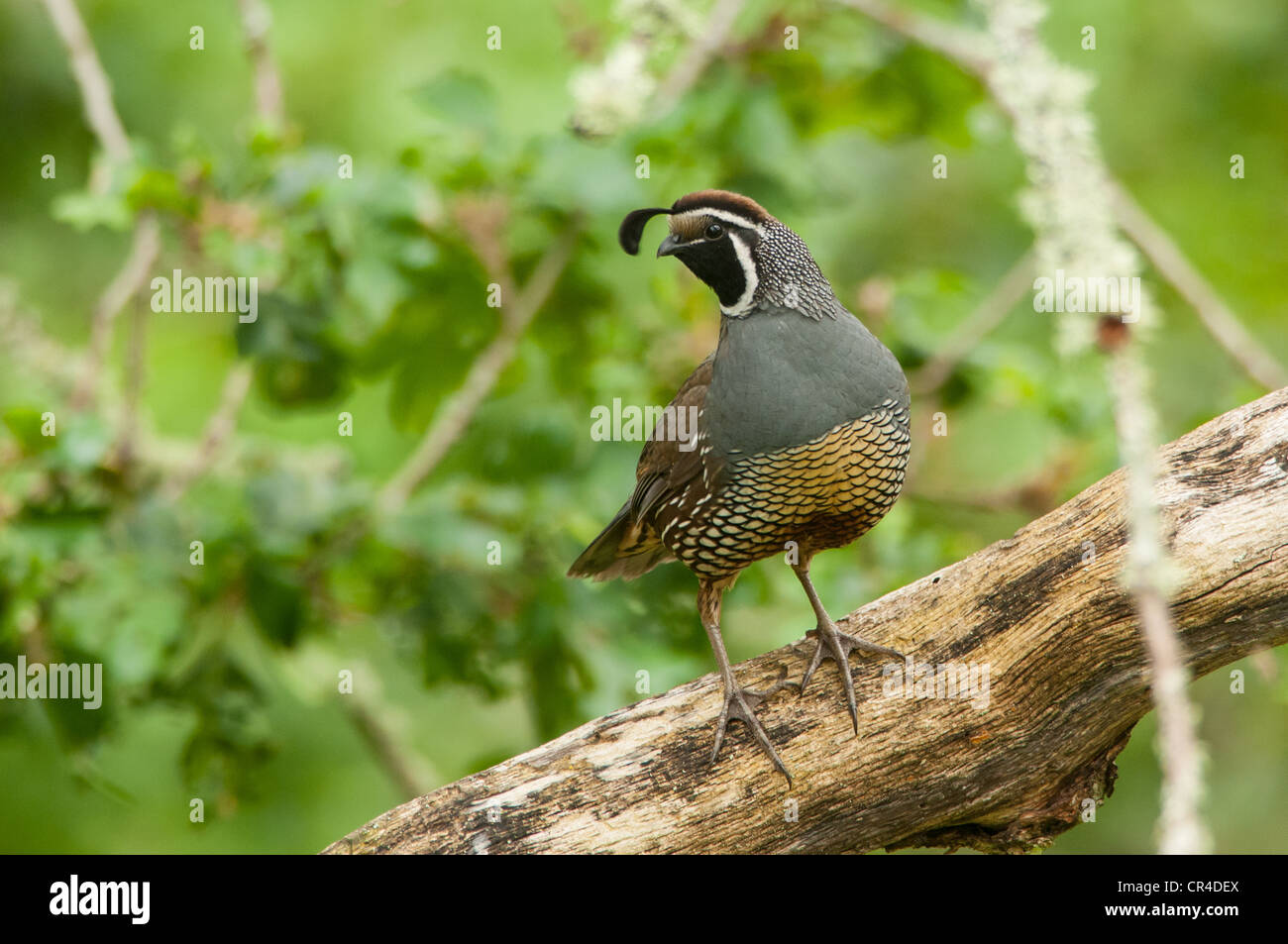 Quail West High Resolution Stock Photography and Images - Alamy