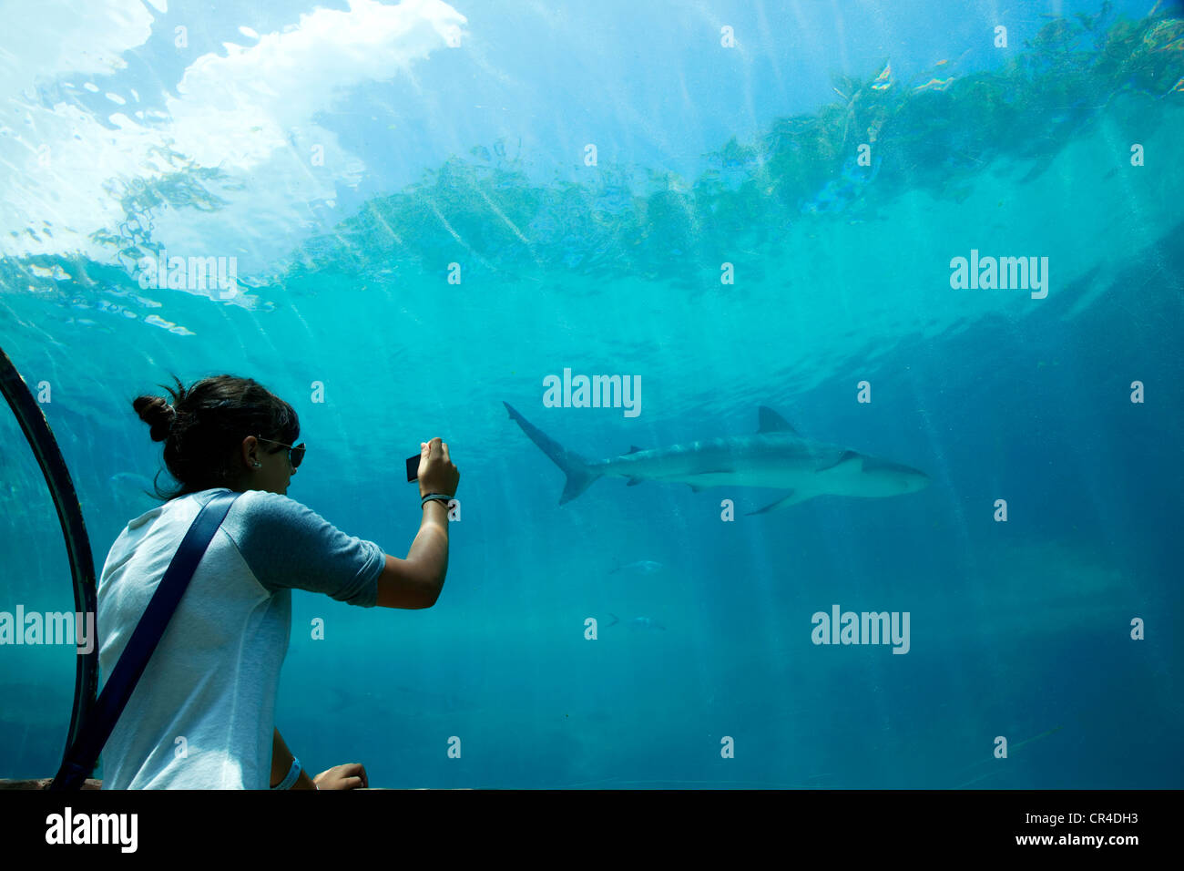 Bahamas paradise island nassau aquarium hi-res stock photography and ...