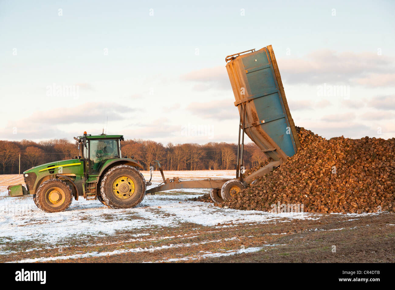 A tractor tipping a trailer full of sugar beet onto a heap after light ...