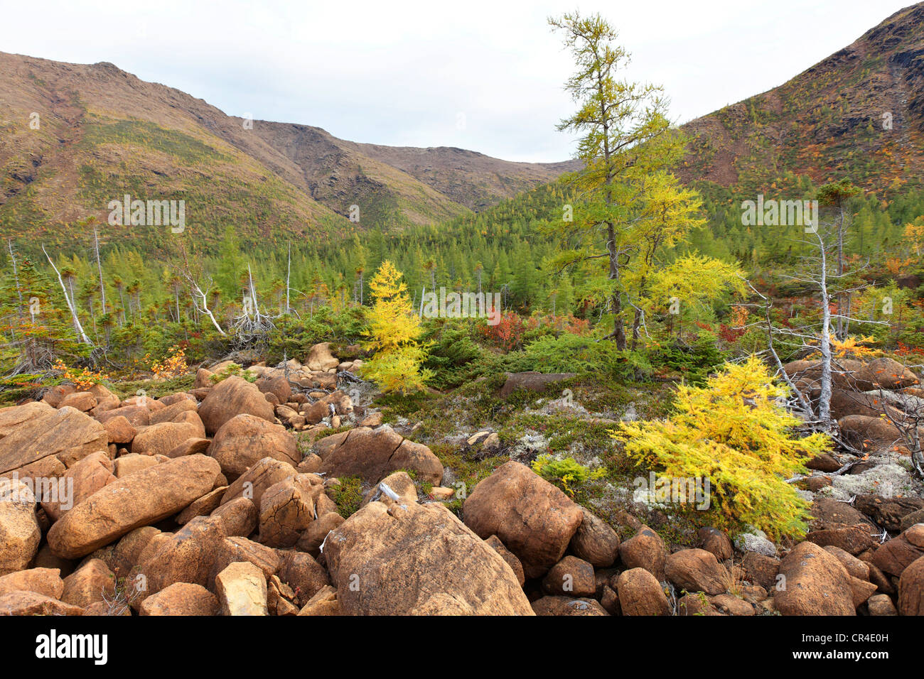 Mont Albert landscape, Gaspesie National Park, Quebec, Canada Stock ...