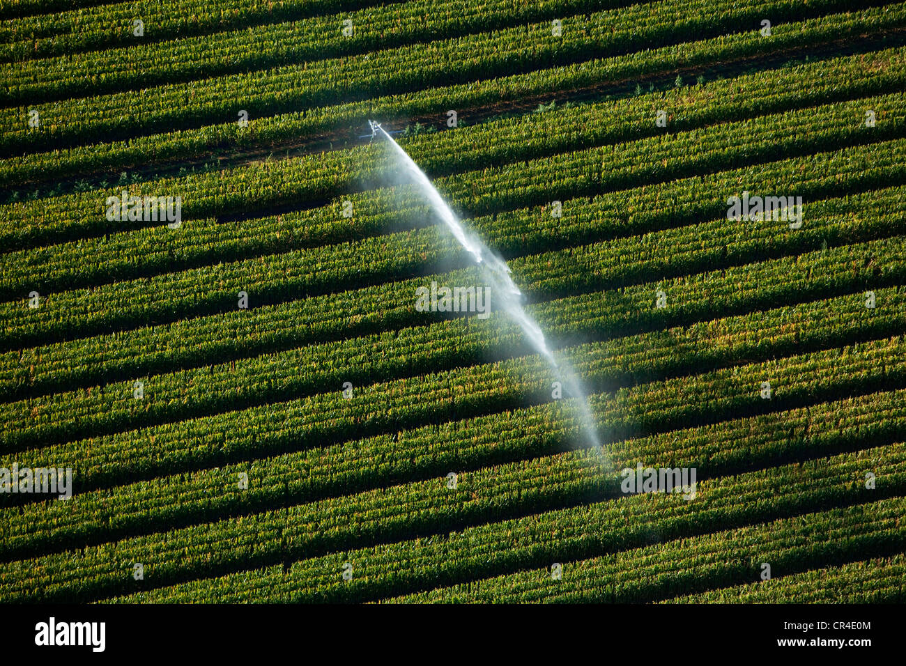 Cornfield pattern hi-res stock photography and images - Alamy