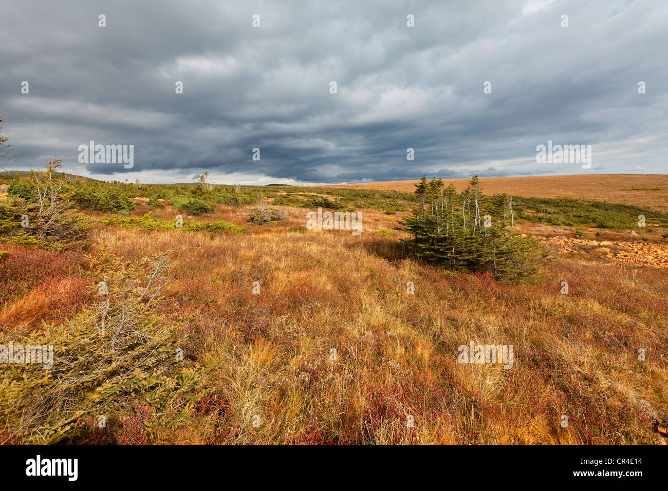 Mont Albert landscape, Gaspesie National Park, Quebec, Canada Stock ...