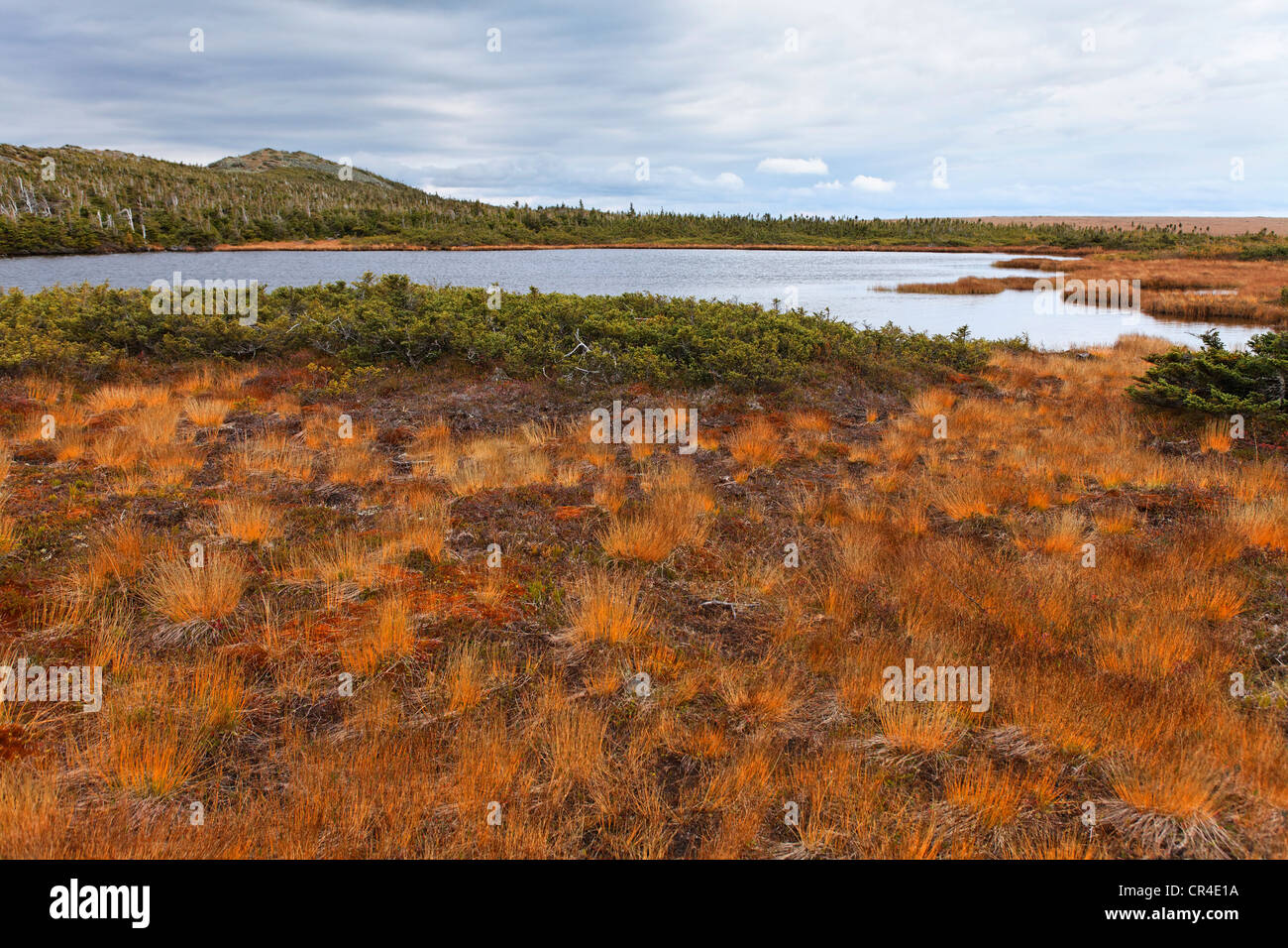 Mont Albert landscape, Gaspesie National Park, Quebec, Canada Stock ...