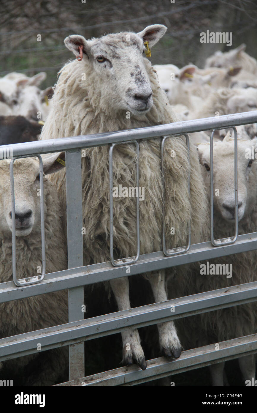 Sheep in a Pen Stock Photo - Alamy