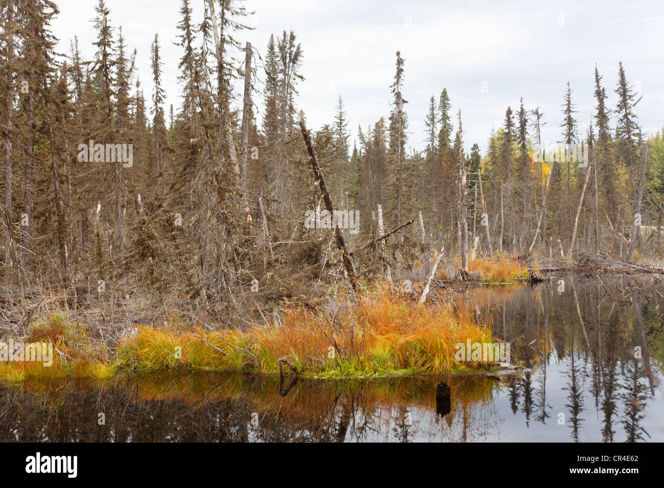 Bog bodies hi-res stock photography and images - Alamy