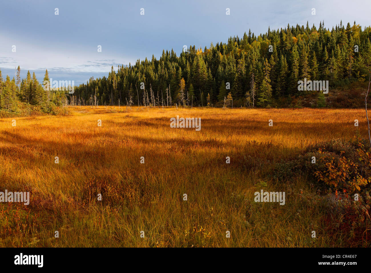 Peat bog along Manicouagan river, Laurentides, Manicouagan region ...