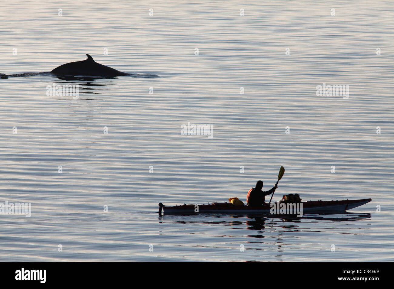 Canoe and Common minke whale or Northern minke whale (Balaenoptera ...