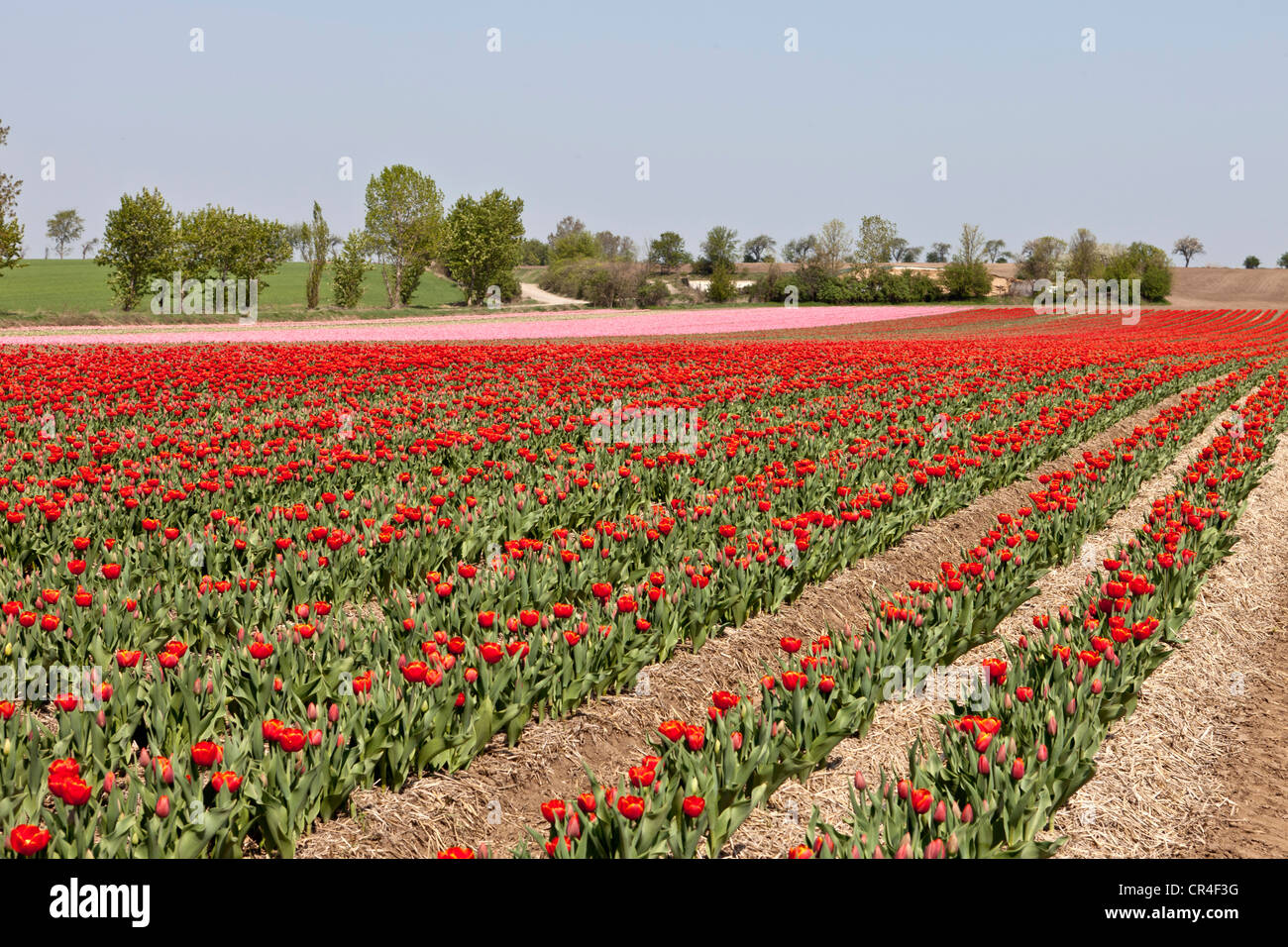 Tulip field, Tulips (Tulipa), Saxony-Anhalt, Germany, Europe Stock ...