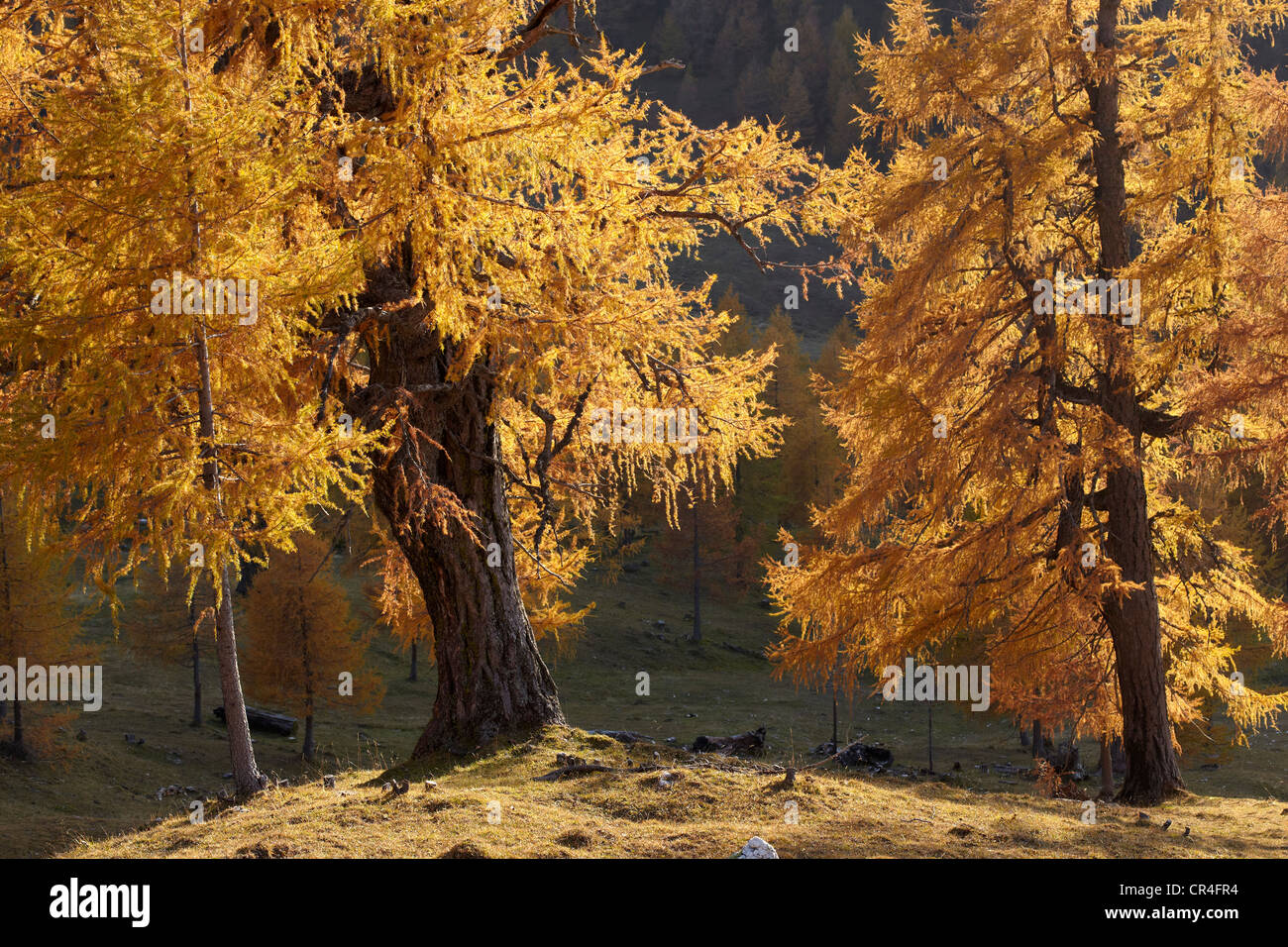 Larch forest in autumn colours hi-res stock photography and images - Alamy