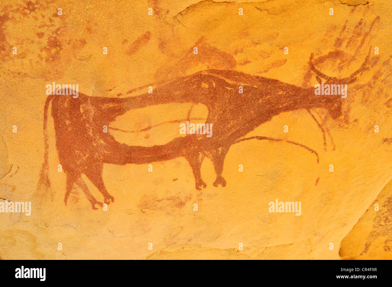 Painted cow, neolithic rock art at Arakokem, Adrar Tekemberet Stock ...