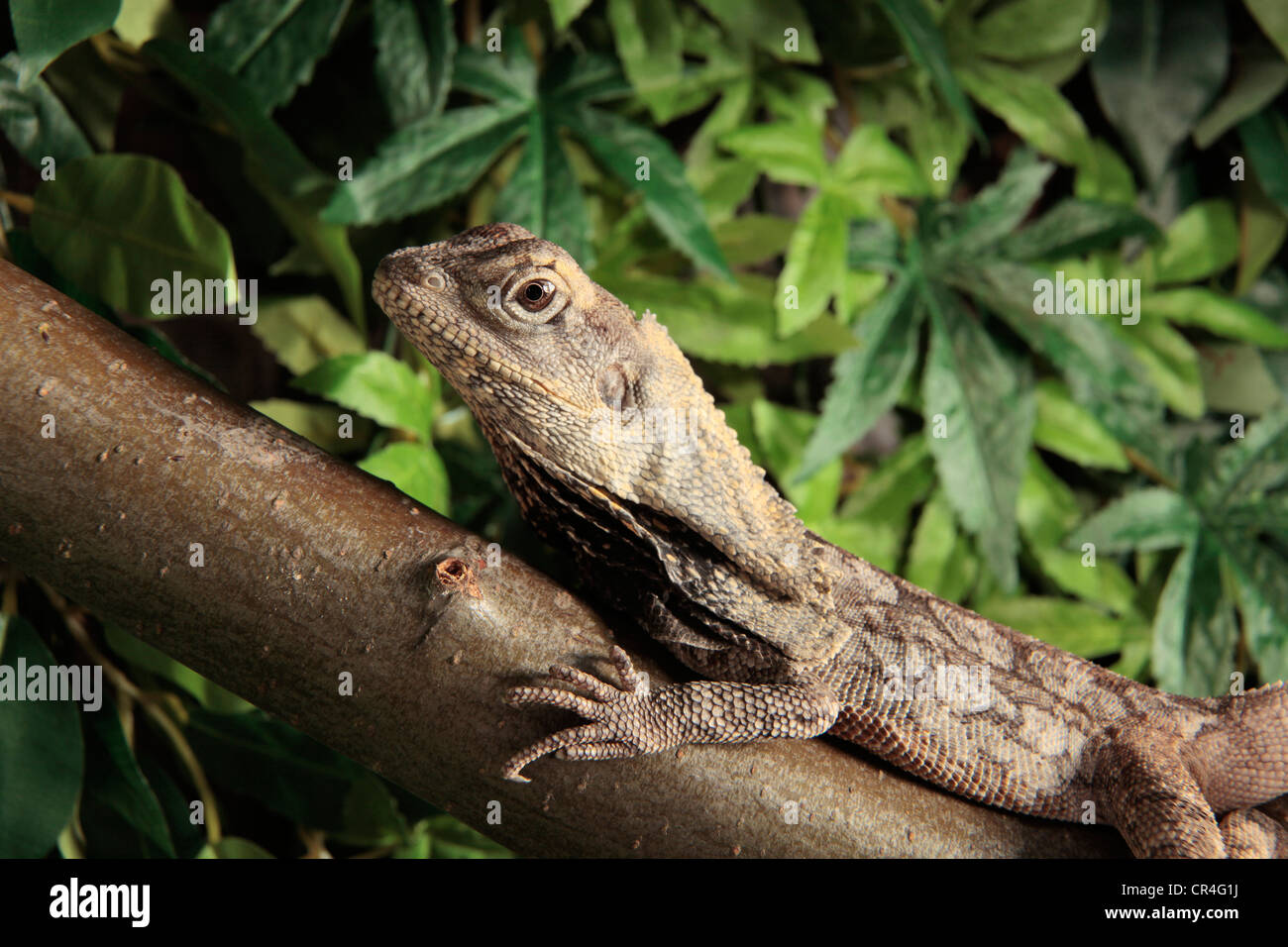 Lizard On Stick High Resolution Stock Photography and Images - Alamy