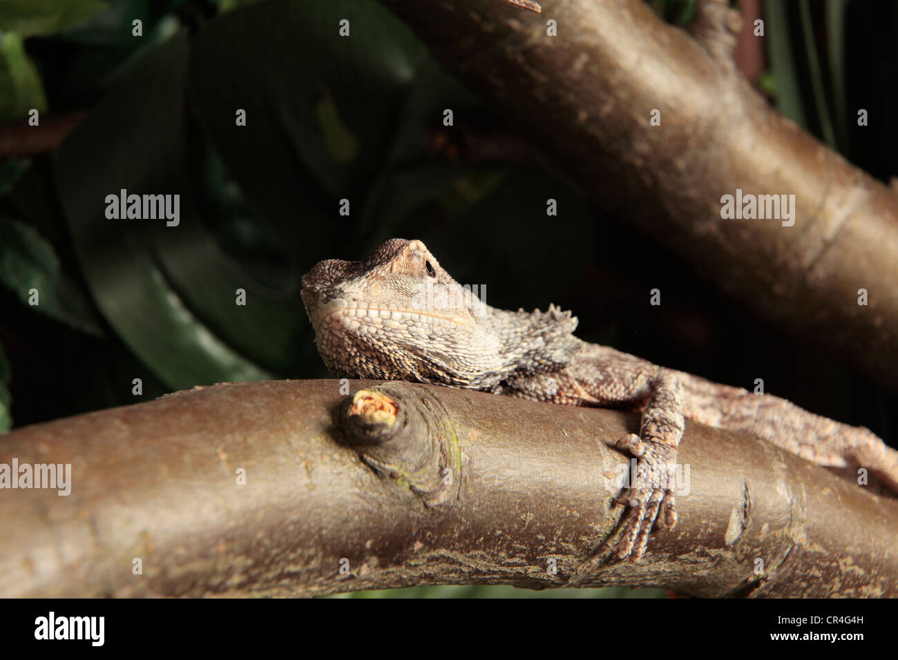 Lizard On Stick High Resolution Stock Photography and Images - Alamy