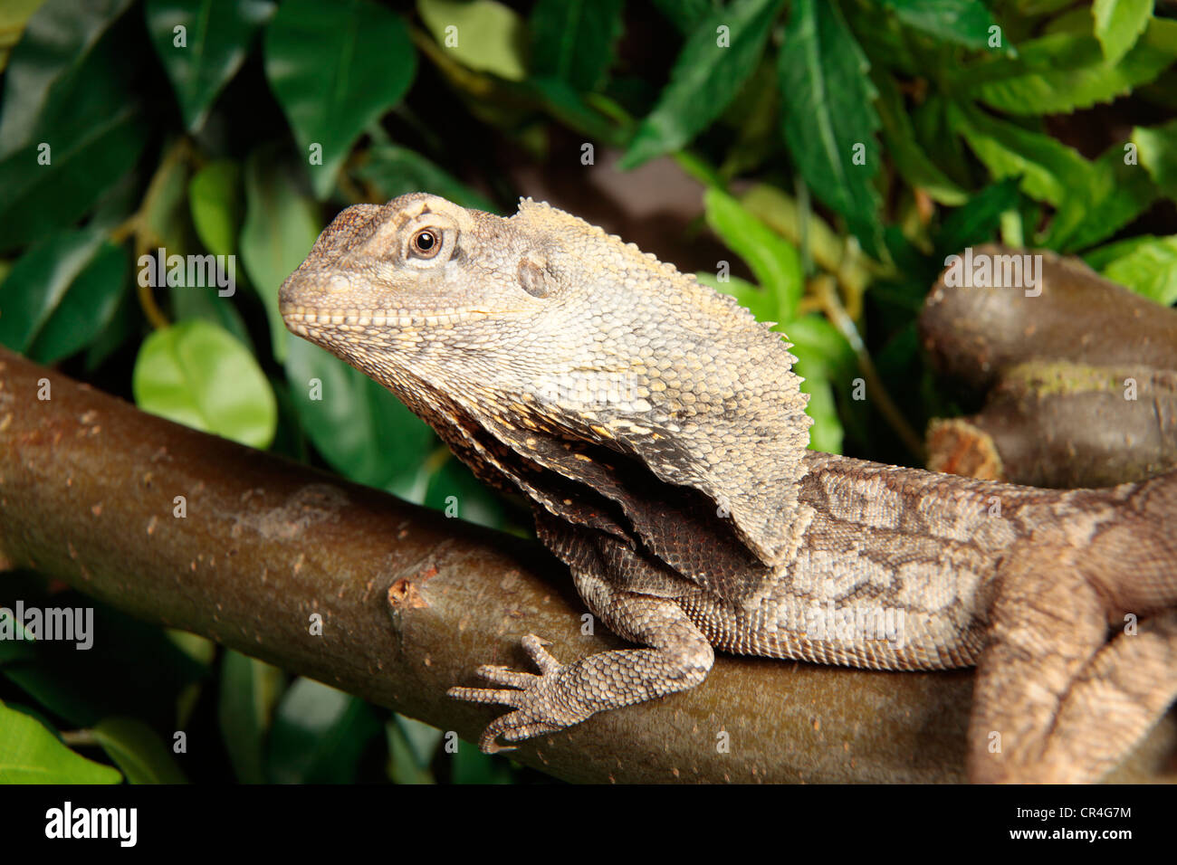 Frilled Dragon on a stick Stock Photo - Alamy