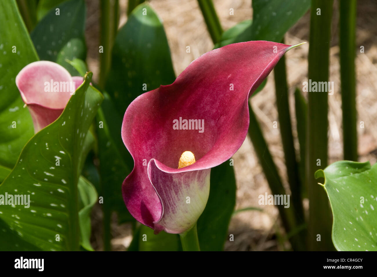 Aroid lily hi-res stock photography and images - Alamy