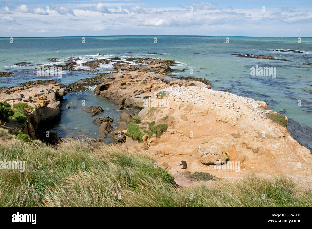 Impressive panorama at Shag Point near Moeraki on the Pacific east ...