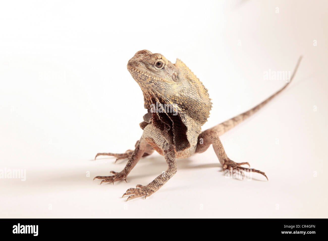 Frilled Dragon Stock Photo - Alamy