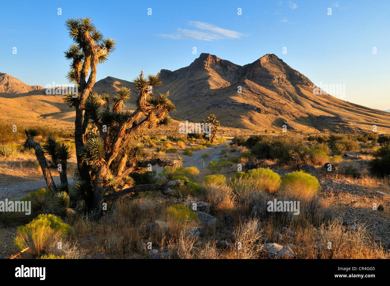 Joshua tree (Yucca brevifolia) in the Beaver Dam Wash National ...