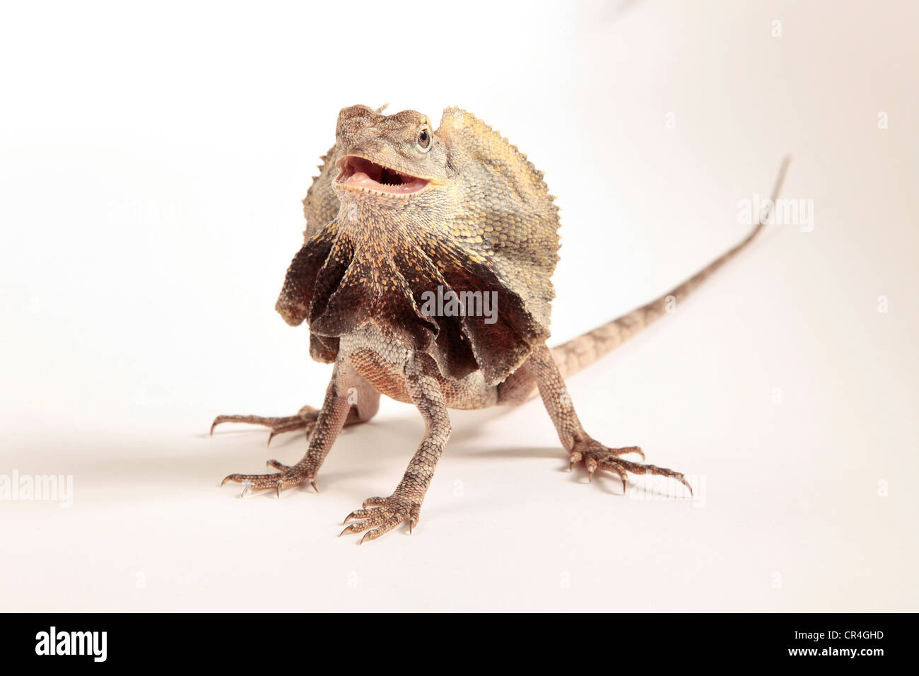 Frilled Dragon showing its frill around its neck Stock Photo - Alamy