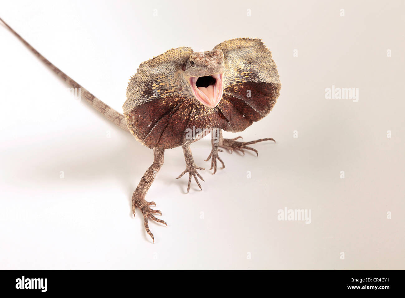 Frilled Lizard Wallpaper