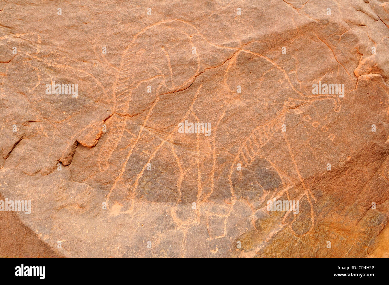 Elephant engraving, neolithic rockart of the Acacus Mountains or ...