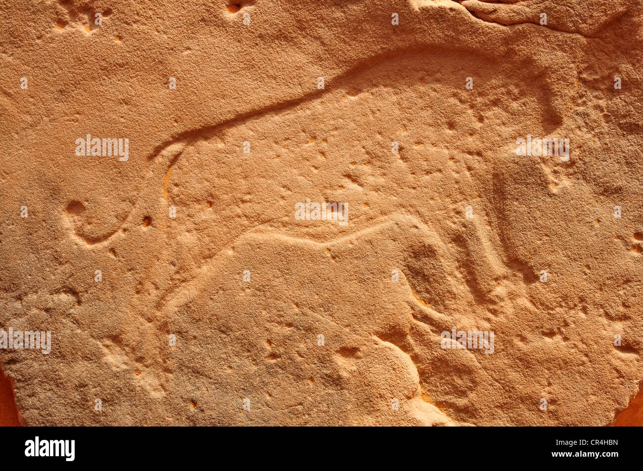 Lion engraving, neolithic rockart of the Acacus Mountains or Tadrart ...