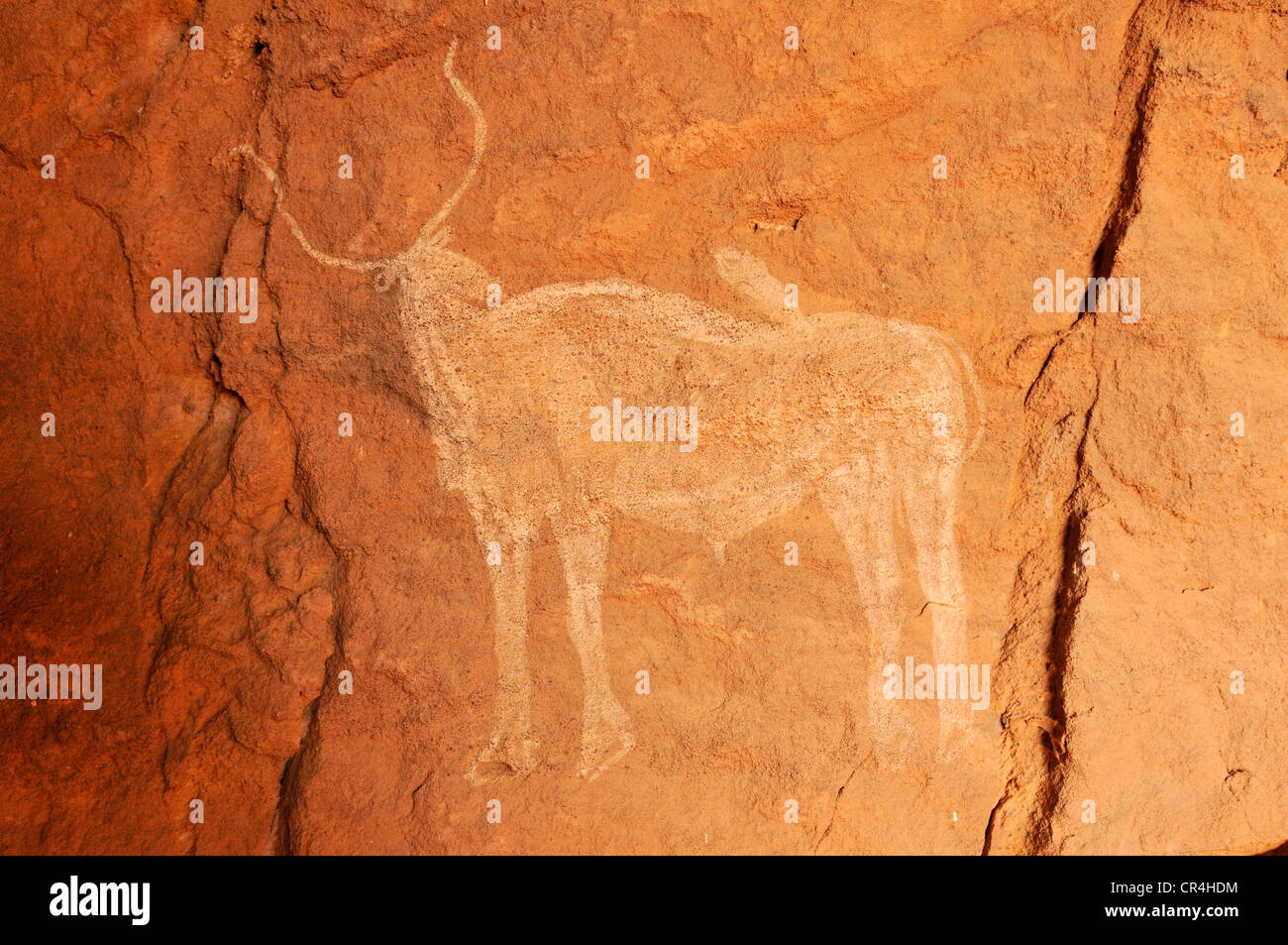 Painted cow, neolithic rockart of the Acacus Mountains or Tadrart ...