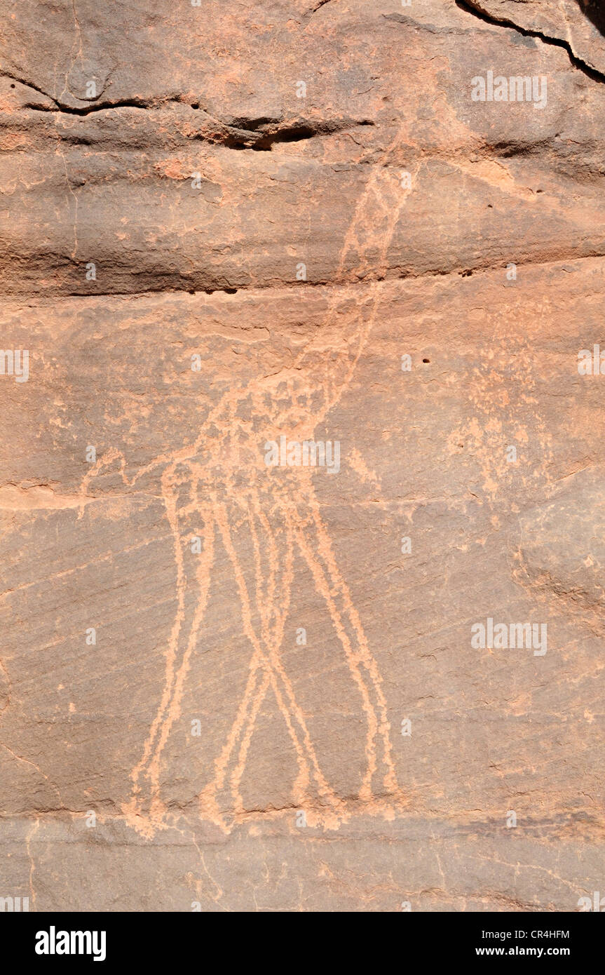 Giraffe engraving, neolithic rockart of the Acacus Mountains or Tadrart ...