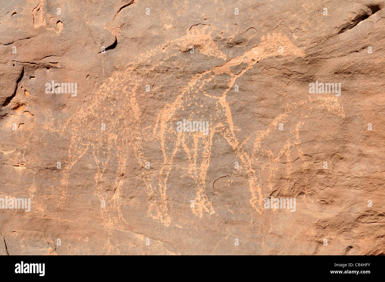 Giraffe engraving, neolithic rockart of the Acacus Mountains or Tadrart ...