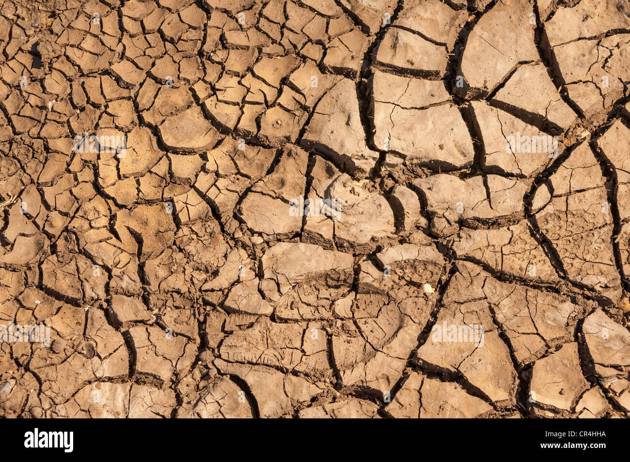 Dry cracked mud showing drought in the Uk Stock Photo - Alamy