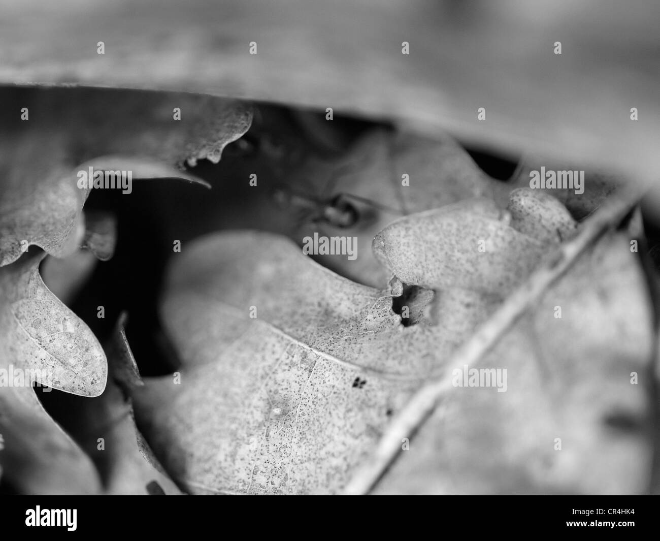 Oak ants hi-res stock photography and images - Alamy