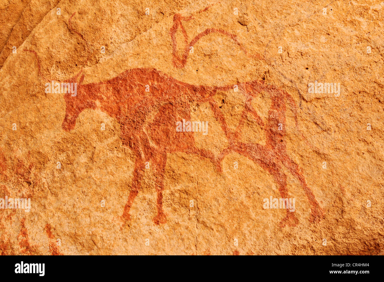 Painted cow, neolithic rock art of the Tadrart, Tassili n'Ajjer ...