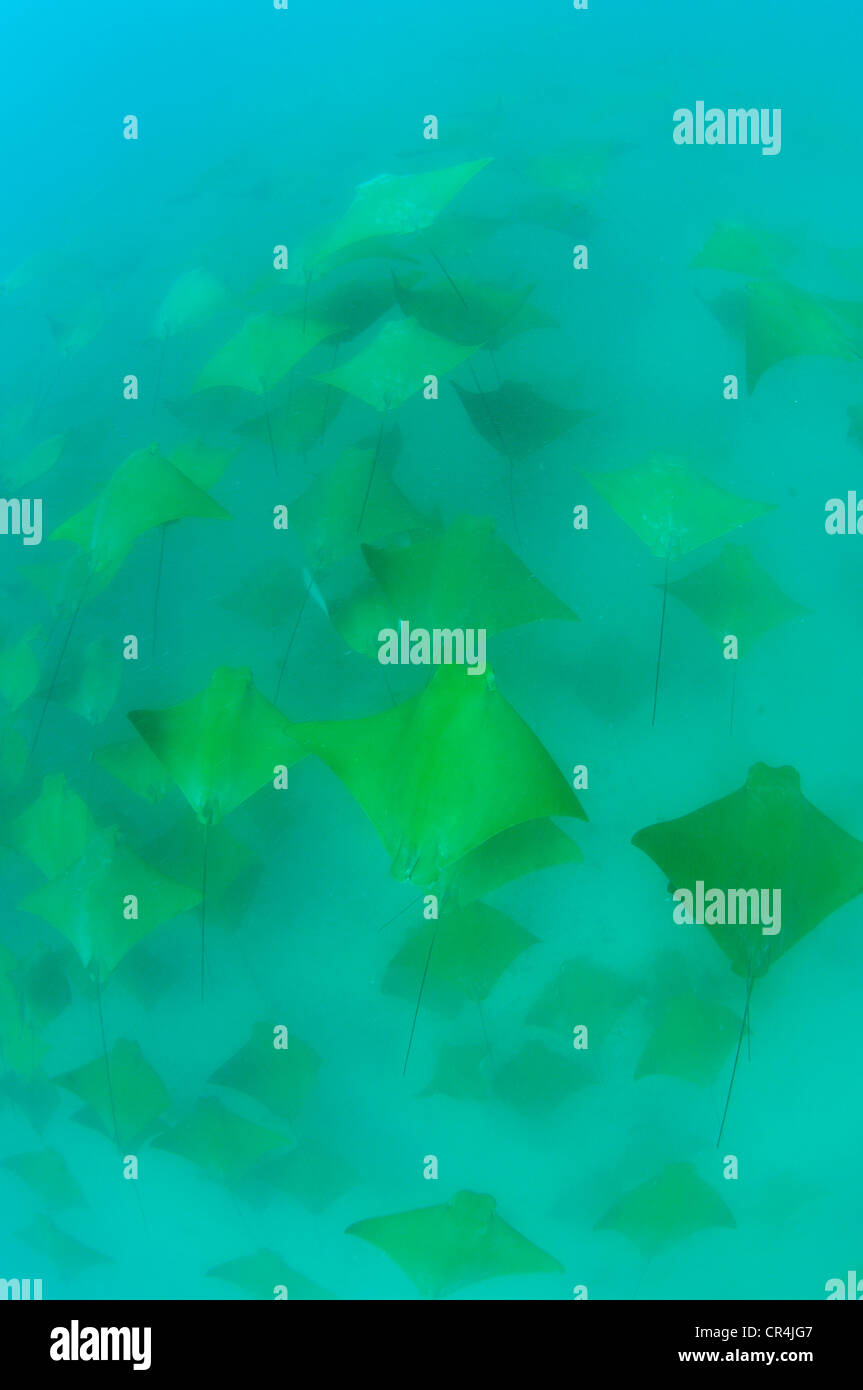 Mexico, Quintana Roo State, a school of golden cownose rays (Rhinoptera ...