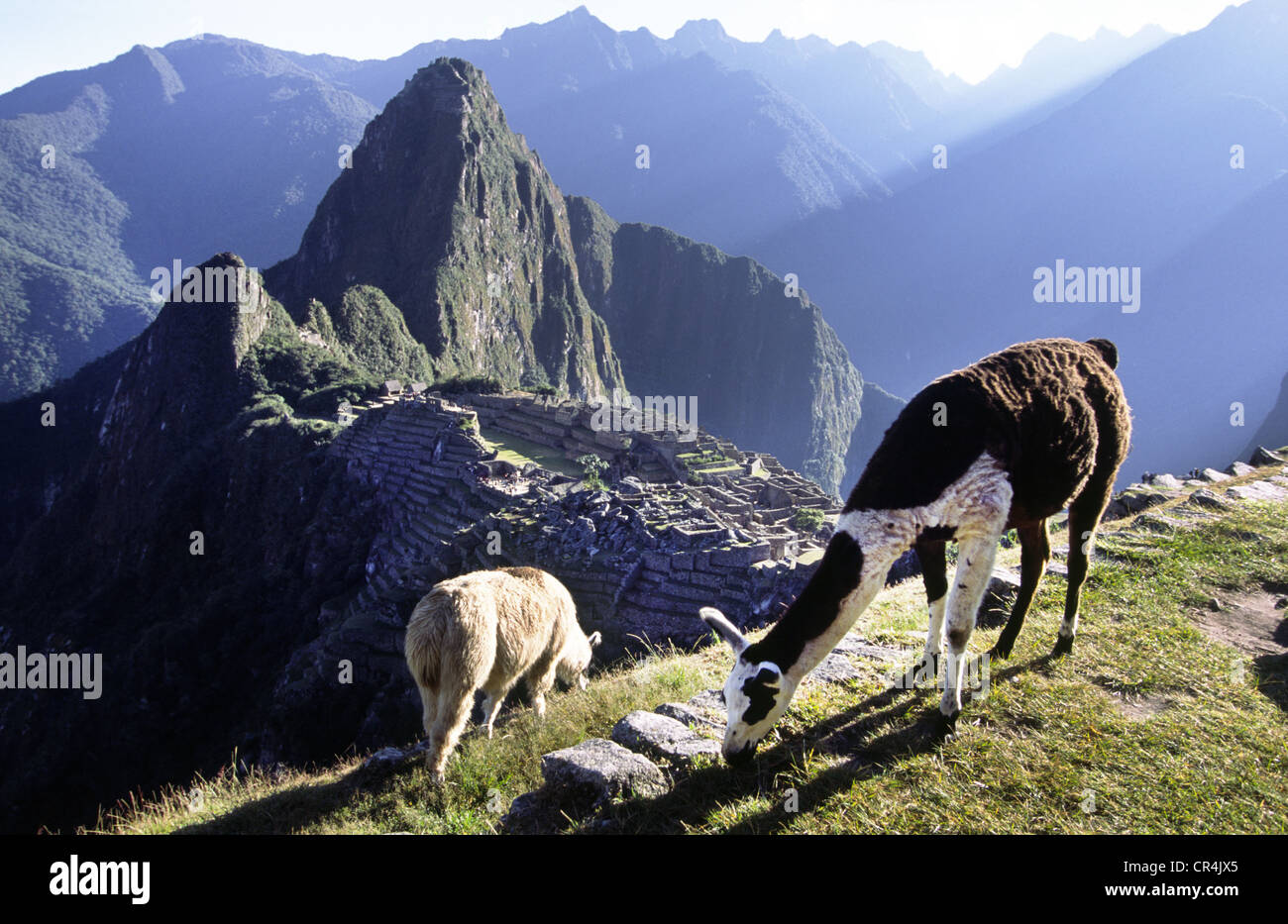 Llamas at Machu Picchu, Peru Stock Photo - Alamy