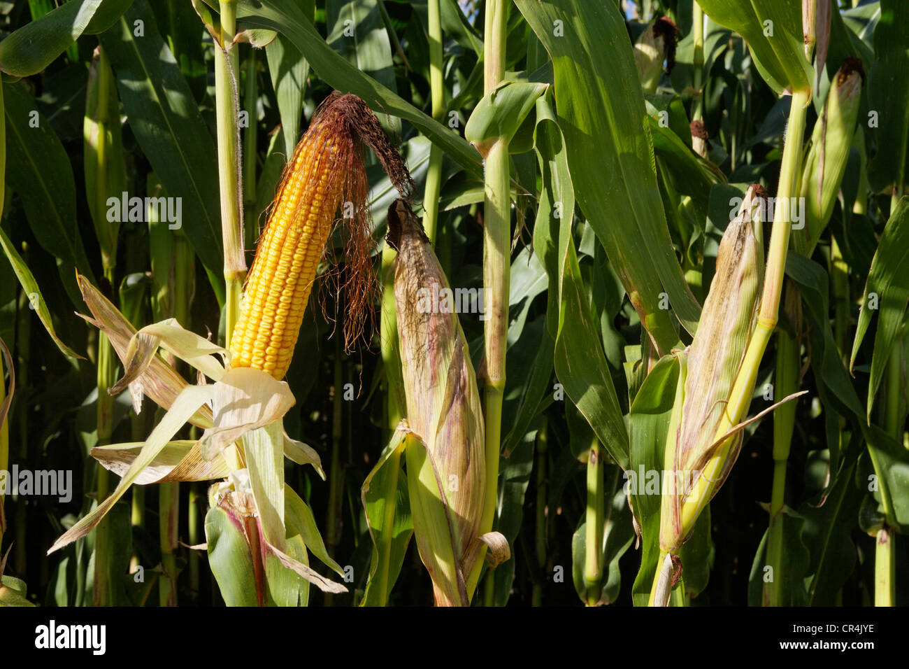 Corn cob, maize field, France, Europe Stock Photo - Alamy
