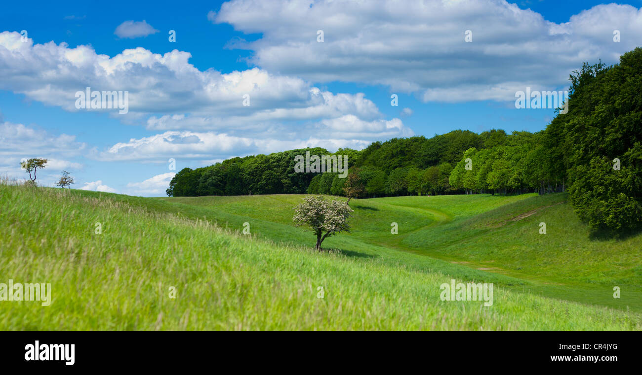 Hill and tree in Phoenix Park with blue sky and clouds Stock Photo - Alamy