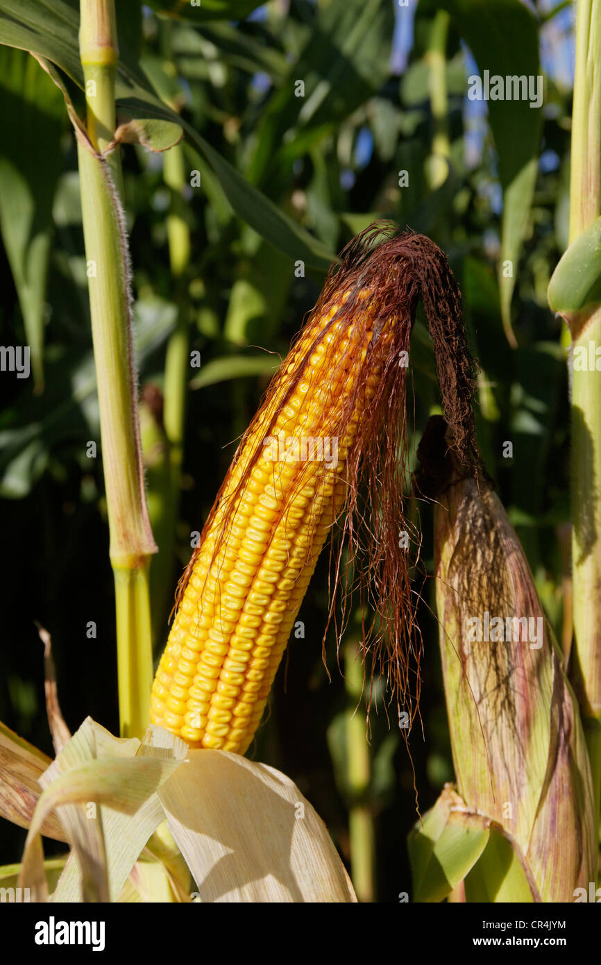Field Of Corn France High Resolution Stock Photography and Images - Alamy