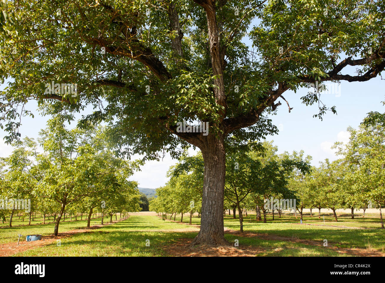 Walnut tree hi-res stock photography and images - Alamy