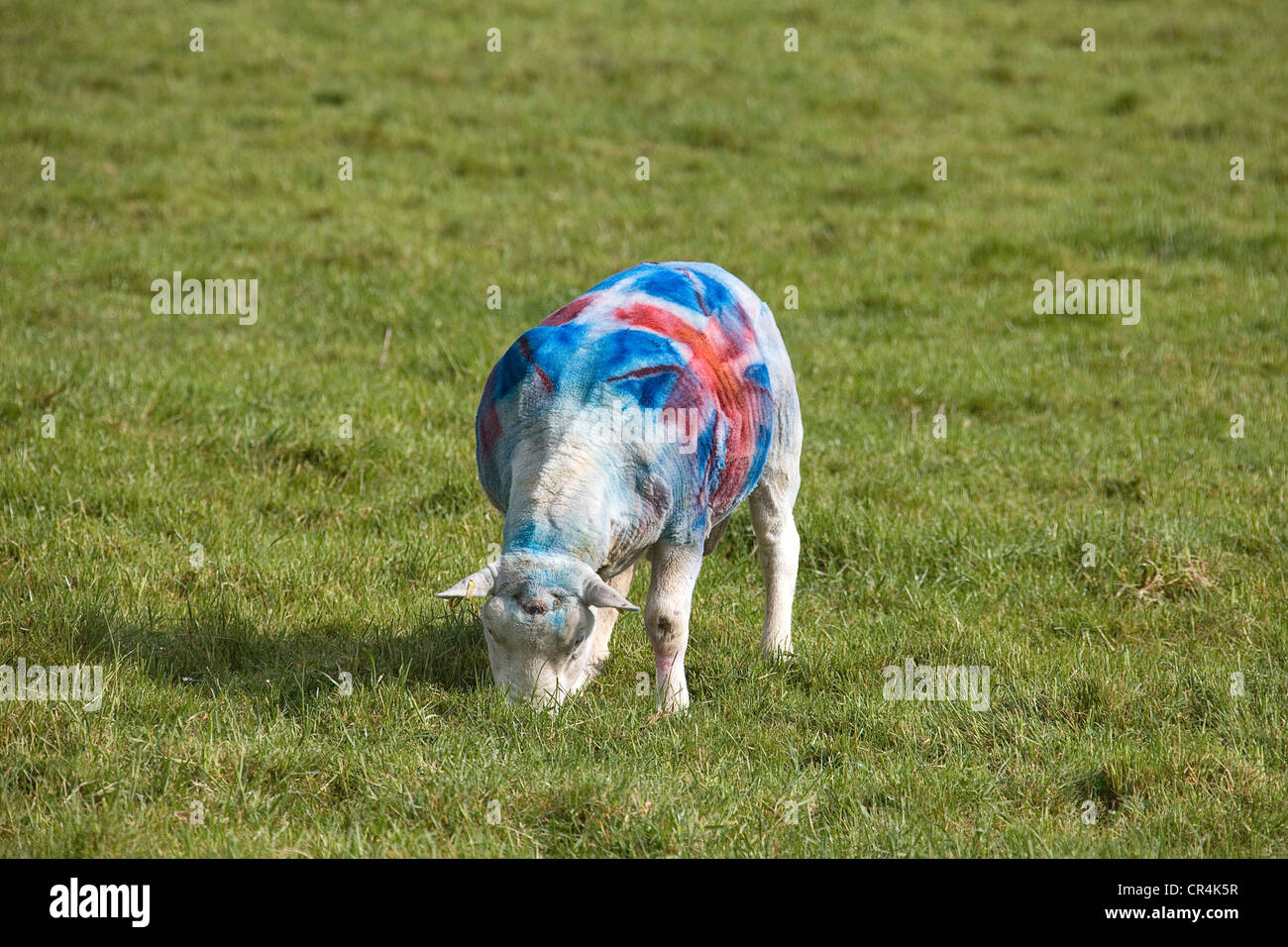 Sheep with Union Jack painted on coat.The Queen's Diamond Jubilee Stock ...