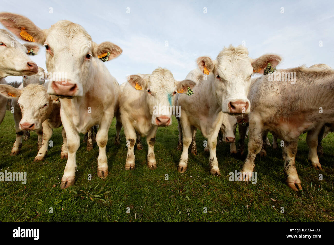 Young Charolais cattle, Allier, France, Europe Stock Photo - Alamy