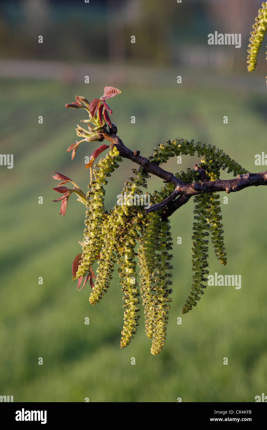 Walnut flower hi-res stock photography and images - Alamy