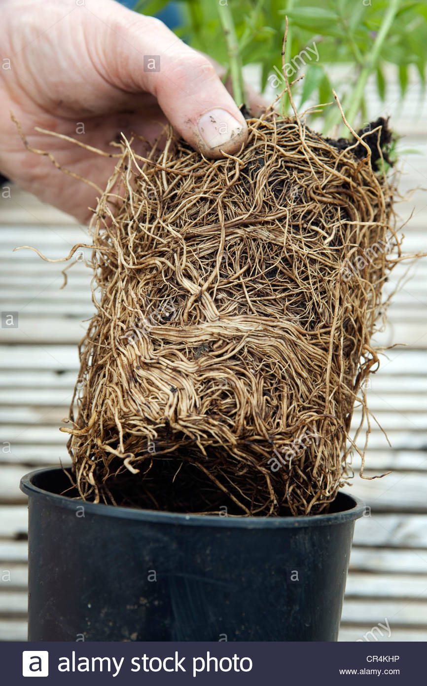 Root Bound Stock Photos & Root Bound Stock Images - Alamy