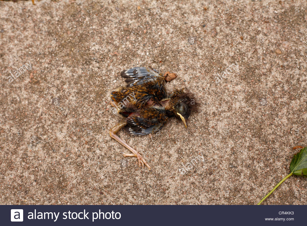 Baby And Death High Resolution Stock Photography and Images - Alamy