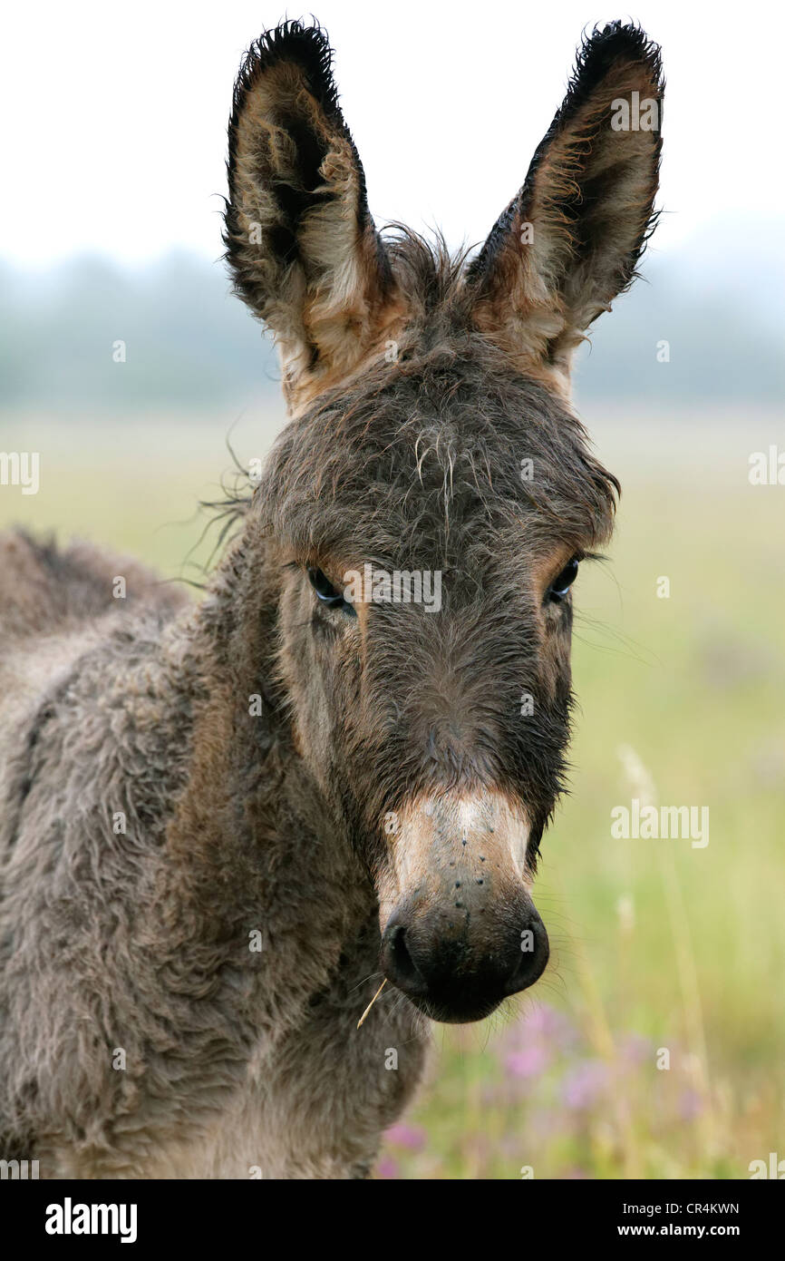 Donkey (Equus africanus asinus) foal, portrait, France, Europe Stock ...