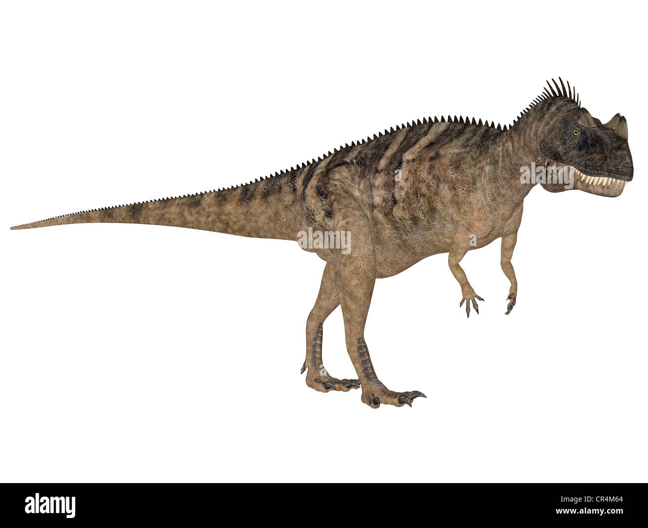 Illustration of a Ceratosaurus (dinosaur species) isolated on a white ...