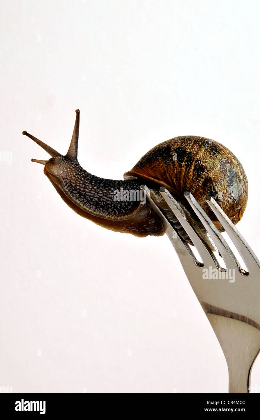 L escargot hi-res stock photography and images - Alamy