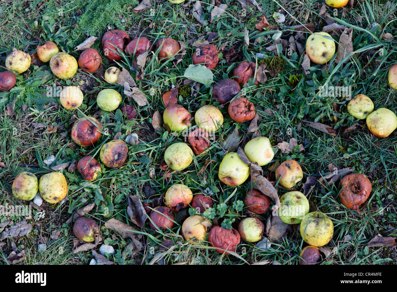 Rotten apples, Correze, France, Europe Stock Photo - Alamy