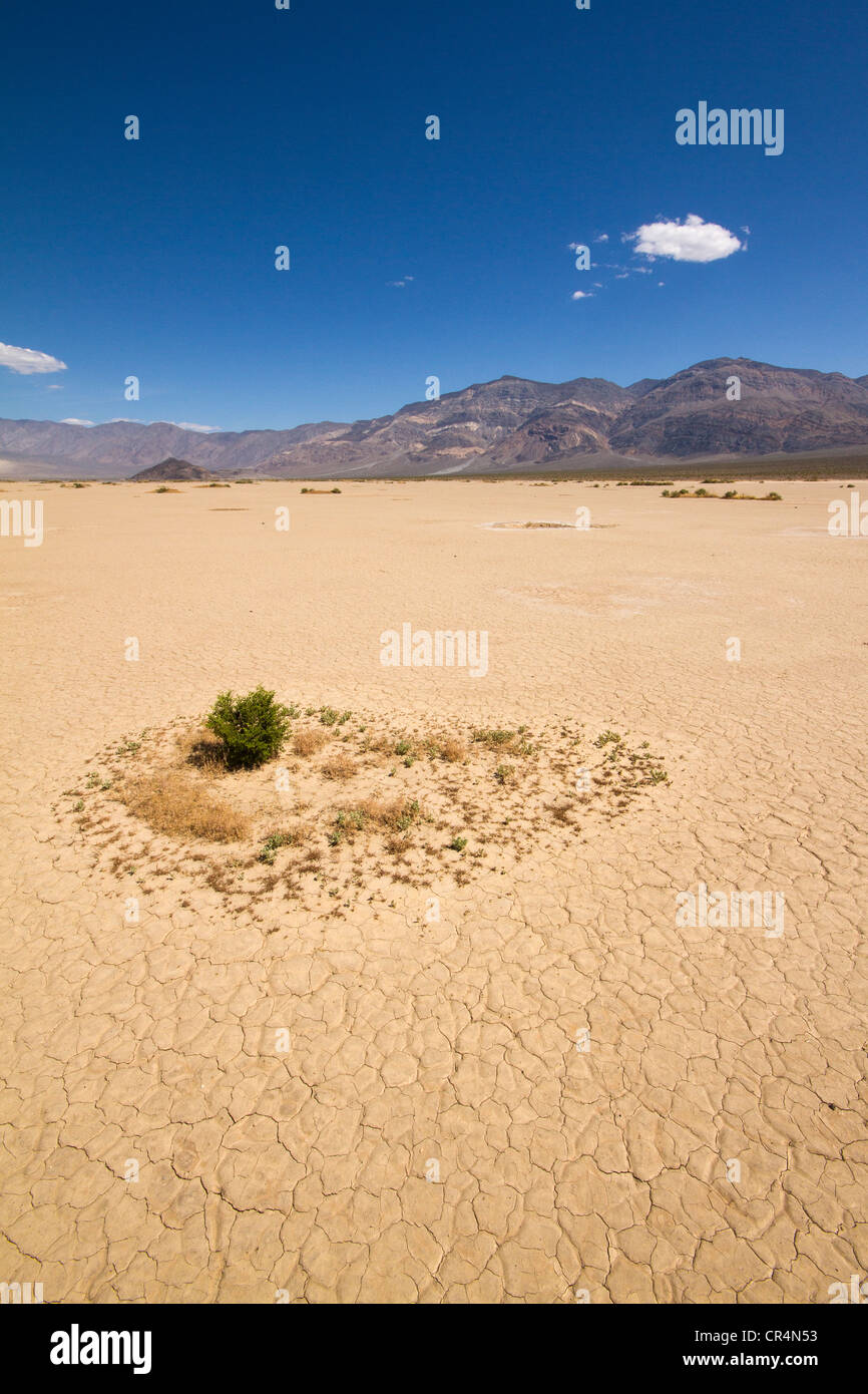 Cracked mud in a dried lake bed in Death Valley National Park in ...
