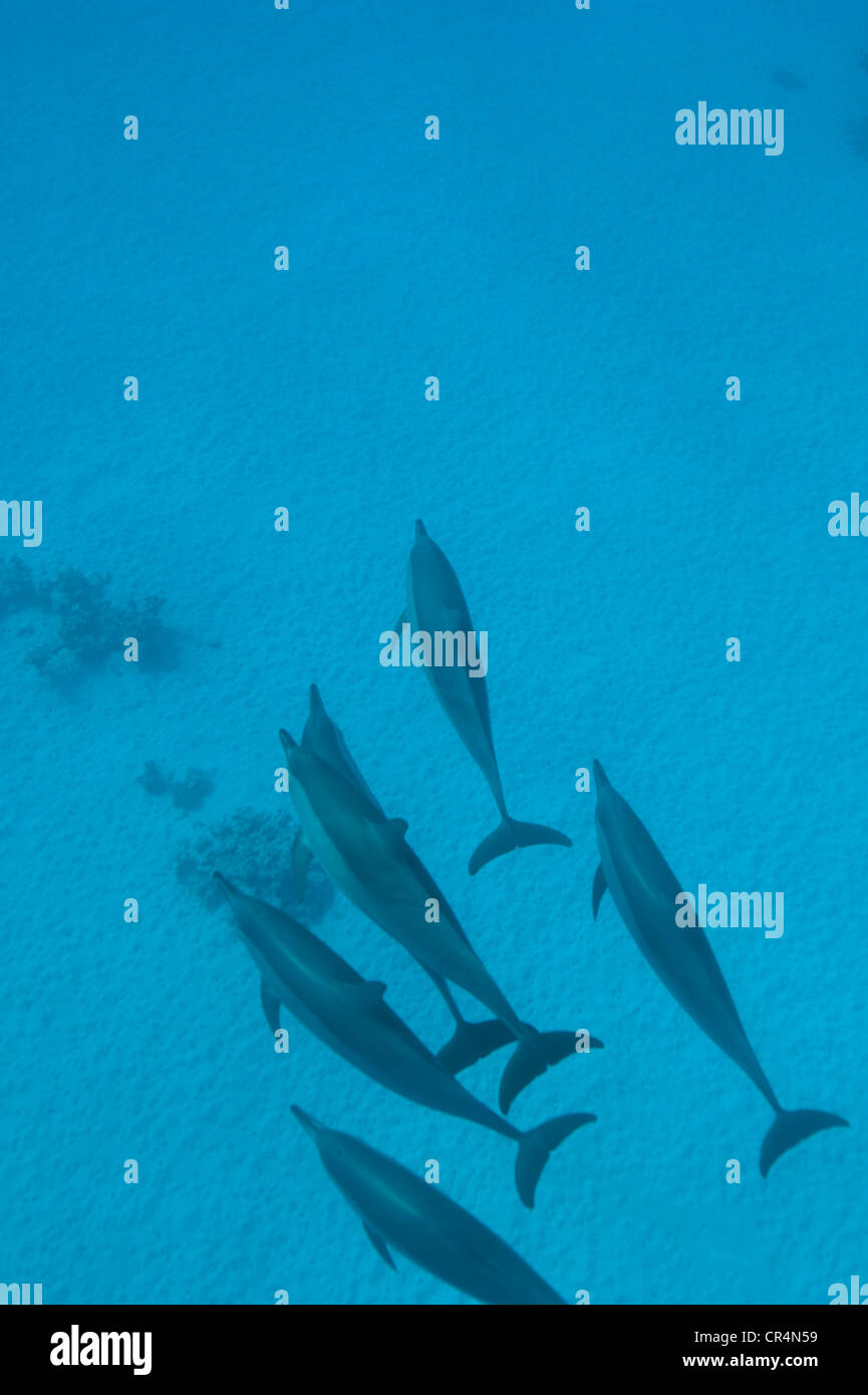 Spinner dolphins in the Red Sea, Egypt Stock Photo - Alamy