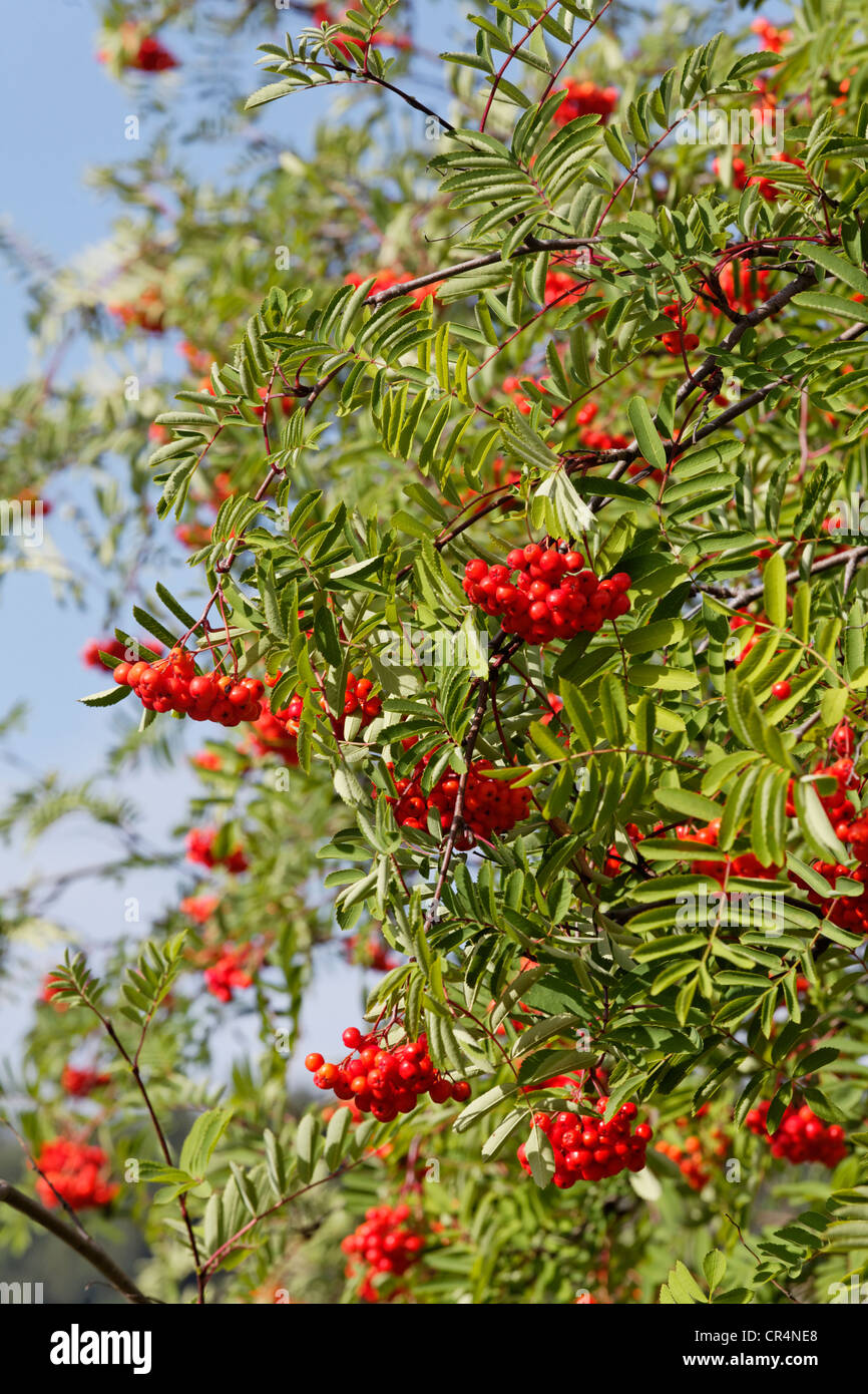 European Rowan (Sorbus aucuparia), Auvergne Volcanoes Park, Puy de Dome ...
